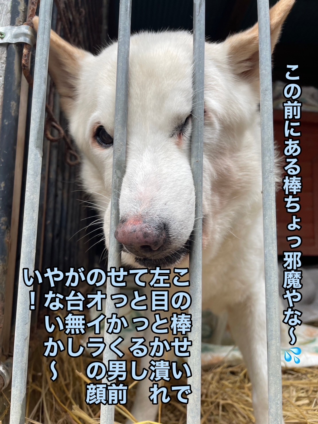保護犬猫の気持ち73 - NPO法人 Peace Design